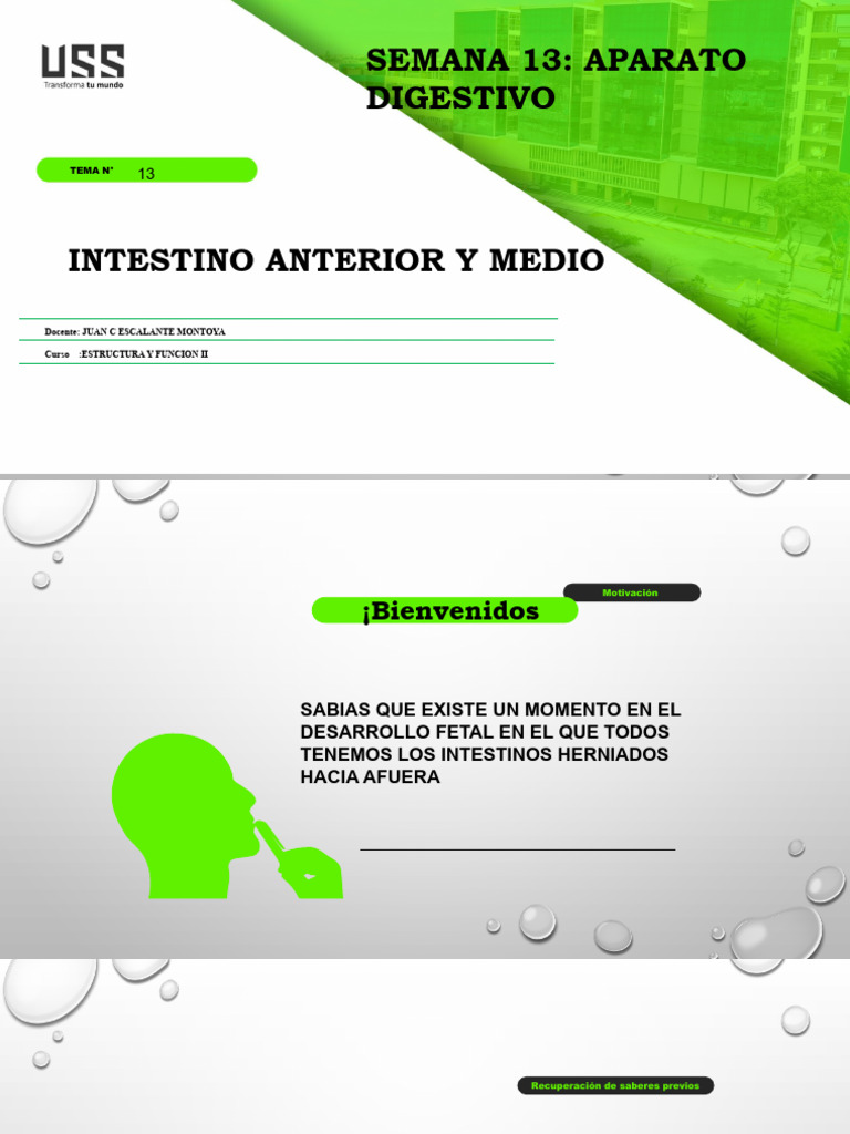 Desarrollo Intestino Anterior y Medio | PDF | Tracto gastrointestinal ...