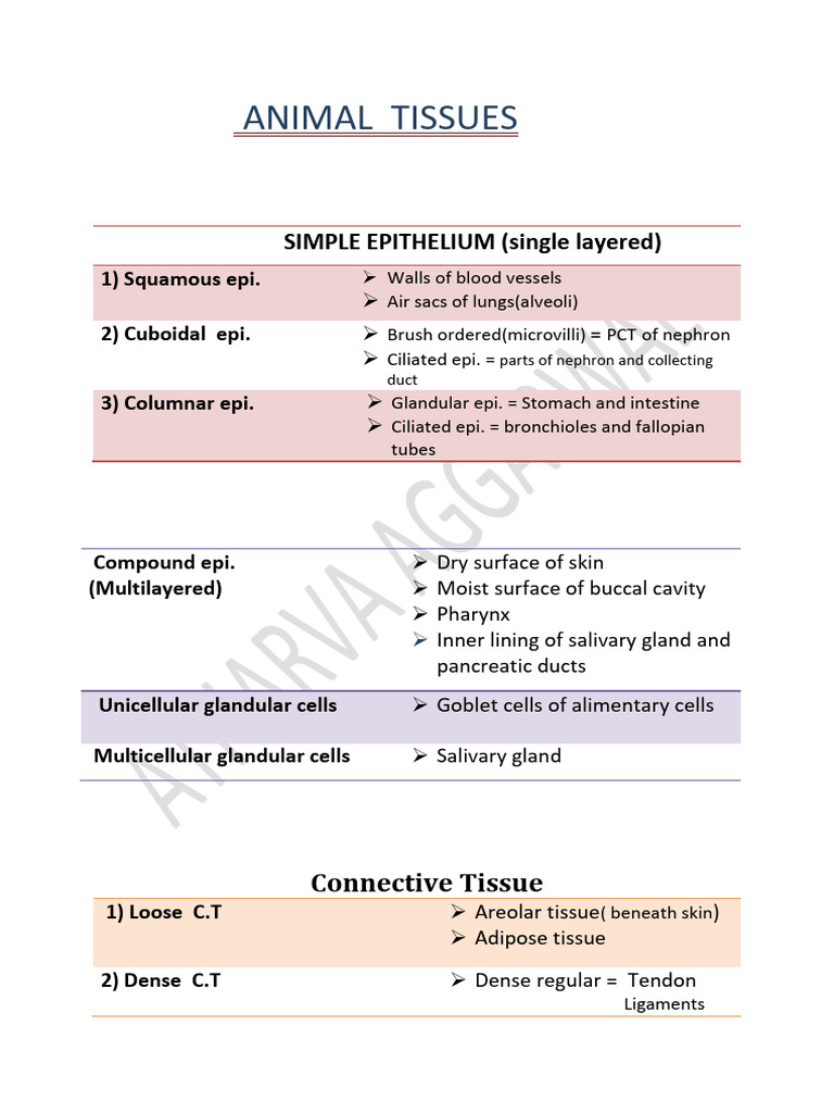 Animal Tissues | PDF