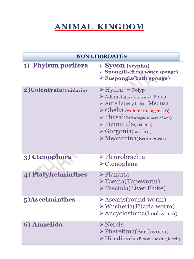 Animal Kingdom | PDF | Zoology