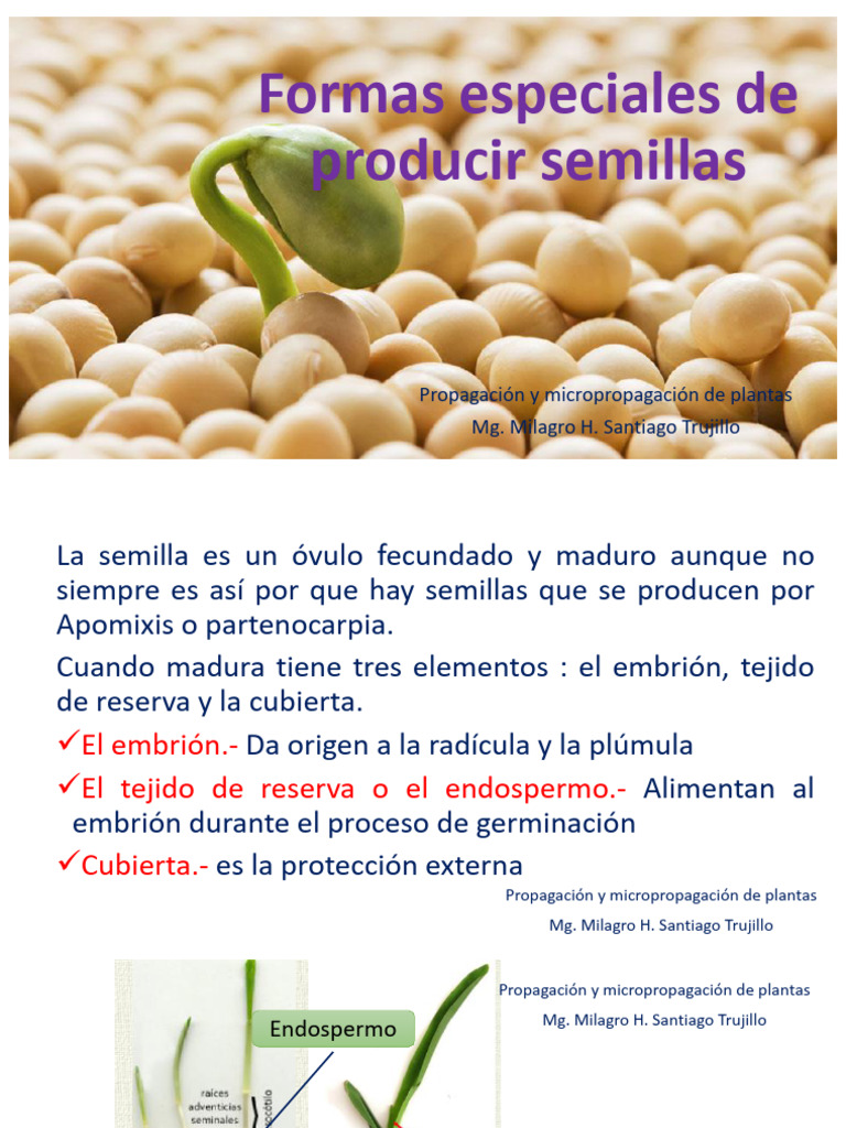 Clase 4 Formasespecialesdeproducirsemillas | PDF | Semilla | Embrión