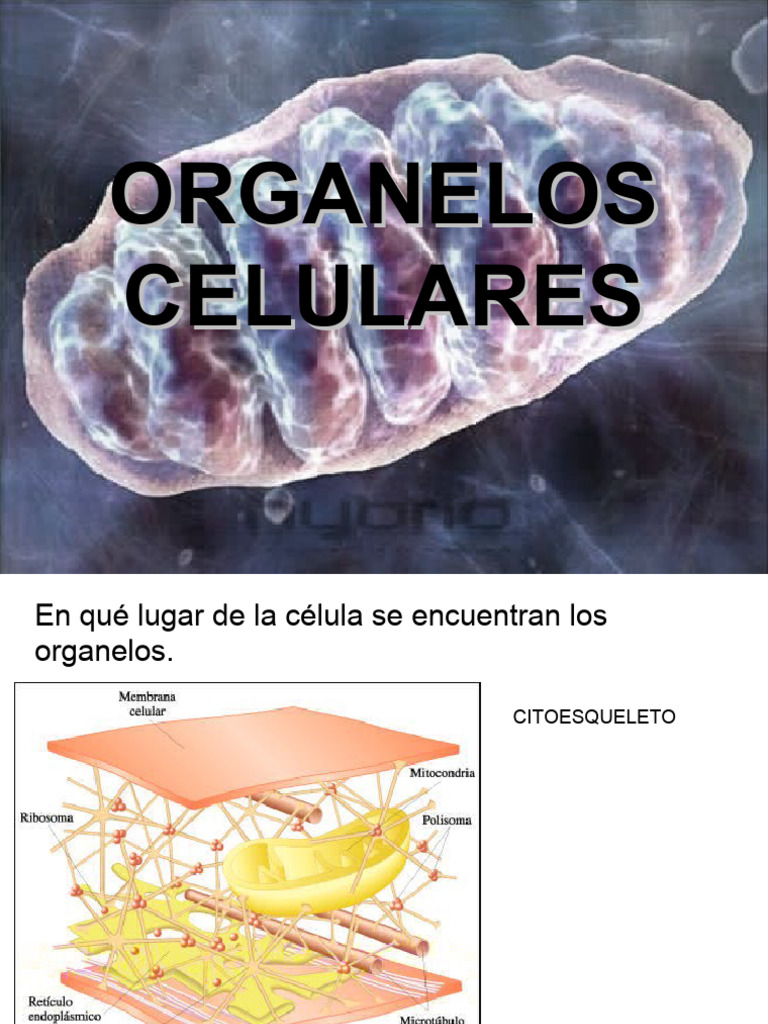 ORGANELOS CELULARES (Usar) | PDF | Biología Celular) | Ribosoma
