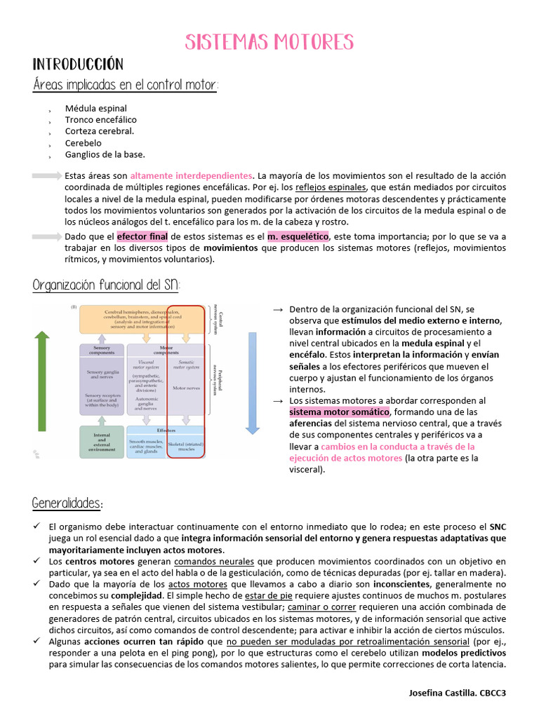 11. Sistemas motores 2 | PDF | Neurona | Neuroanatomía
