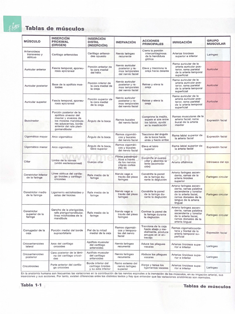 Tabla de Músculos Netter | PDF