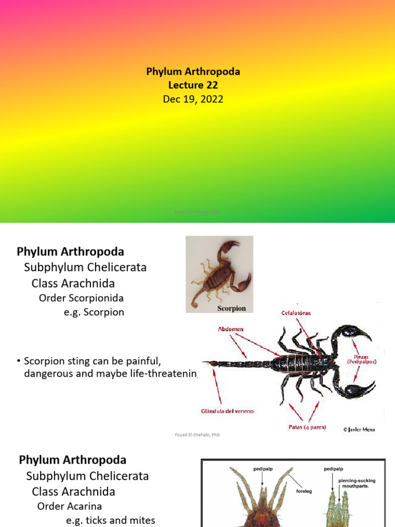 Lectures 22 and 23 Phylum Arthropoda | PDF | Insects | Arthropods