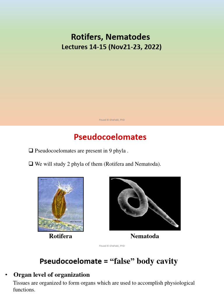 Lectures 14 and 15 Rotifers, Nematodes (Nov21-23, 2022) | PDF | Nematode | Zoology