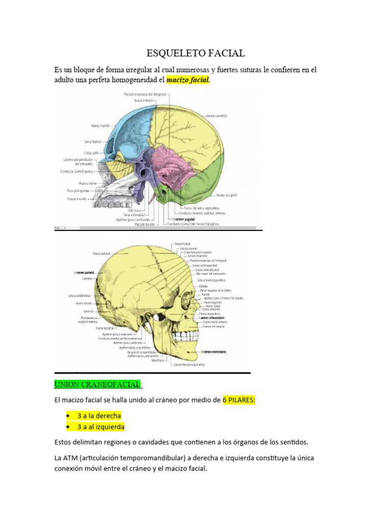 Esqueleto Facial | PDF | Sistema musculoesquelético | Anatomía humana