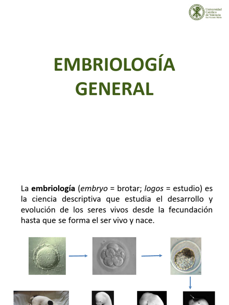 GametogÃ©nesis 23-24 | PDF | Mitosis | Mitosis