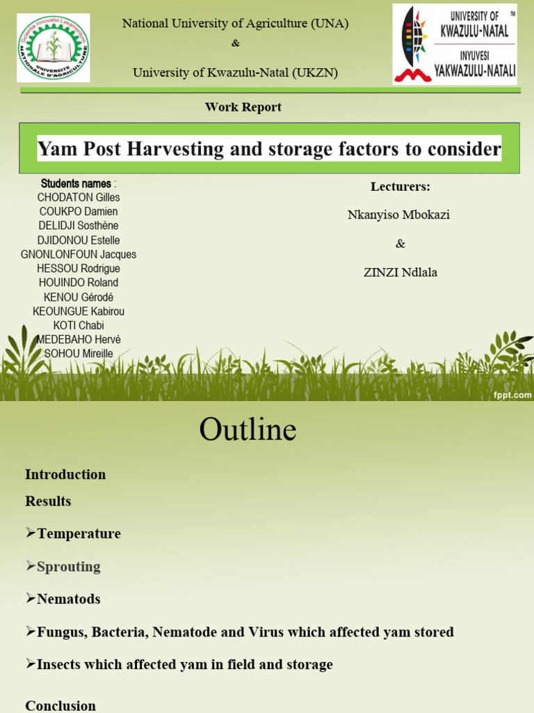 Yam Post Harvesting and Storage Factors To Consider - EPC - Roots and ...