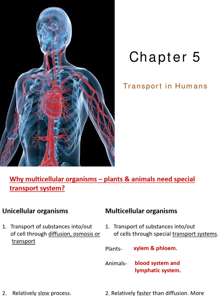 Yr 3 IP Chap 5 Transport in Humans | PDF | Atrium (Heart) | Heart Valve
