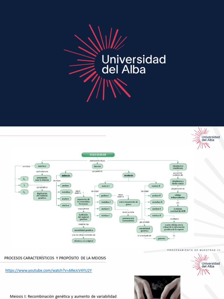 00b Meiosis 2024 UDALBA MED Usar | PDF | Mitosis | Mitosis