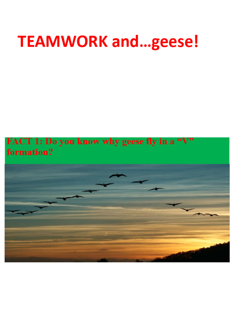 Teamwork Excellent and Geese | PDF | Goose | Communication