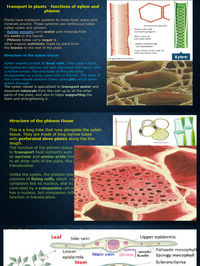Transport in Plant ( (Function and Arrangement of Xylem Phloem in Stem ...
