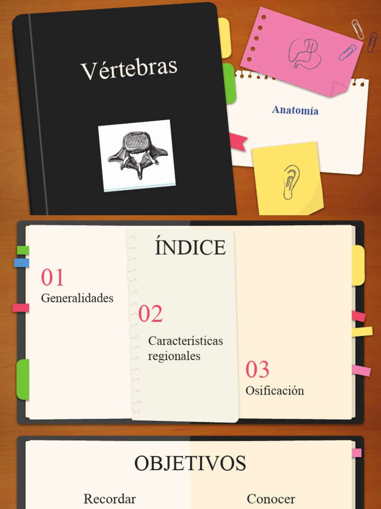 Anatomia de Vertebras | PDF | La columna vertebral | Vértebra