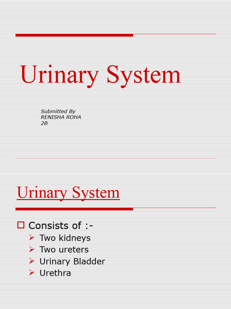 5.urinary System Slides | PDF | Kidney | Urinary System