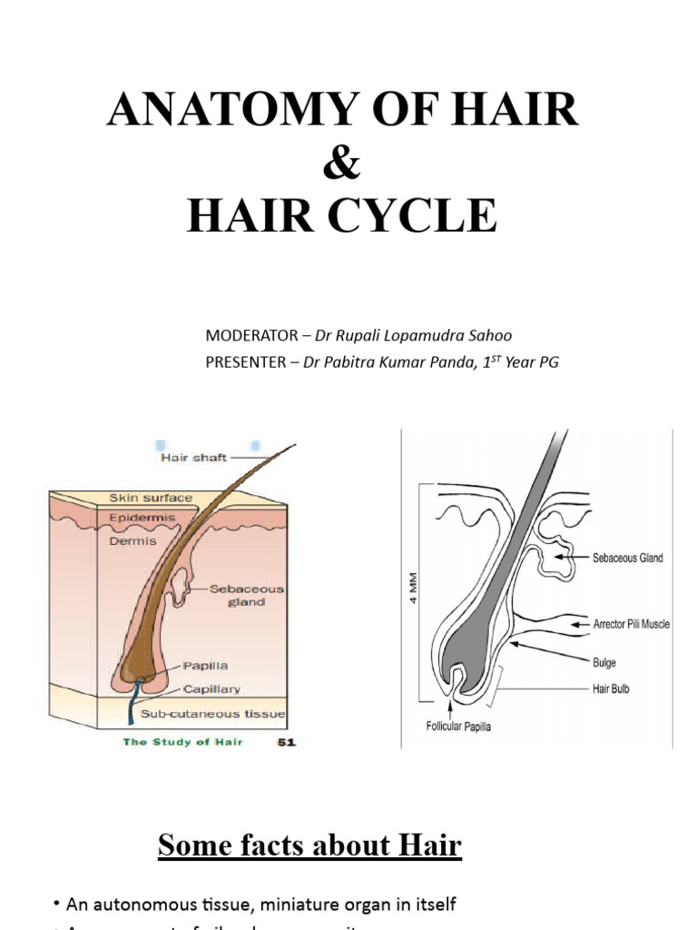 Anatomy of Hair and Hair Cycle | PDF | Hair | Anatomy