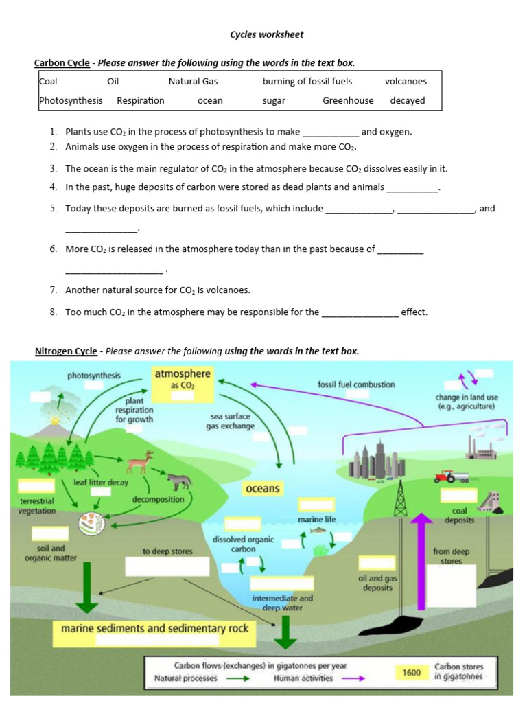 Carbon Nitrogen Water Cycles | PDF | Water | Carbon Dioxide