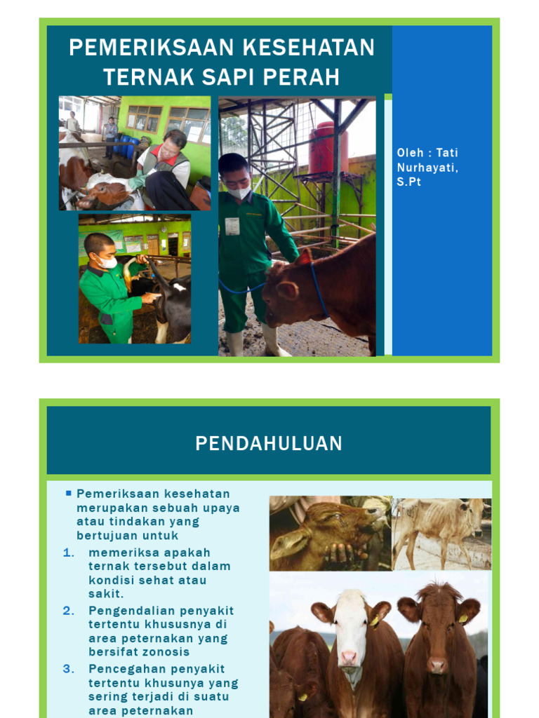 Pemeriksaan Kesehatan Sapi Perah | PDF