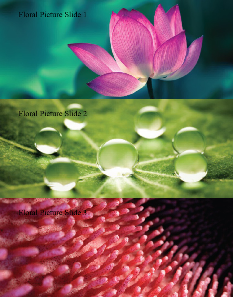 Floral Picture Slide 1 | PDF