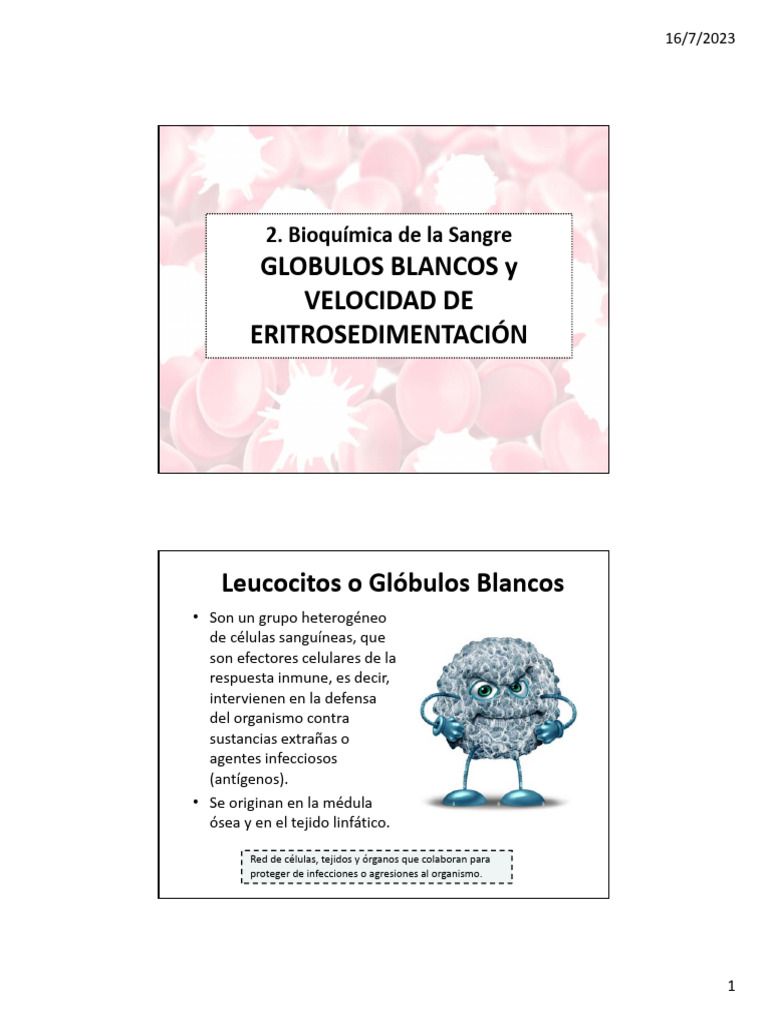 Globulos Blancos | PDF | Leucocito | Linfocitos
