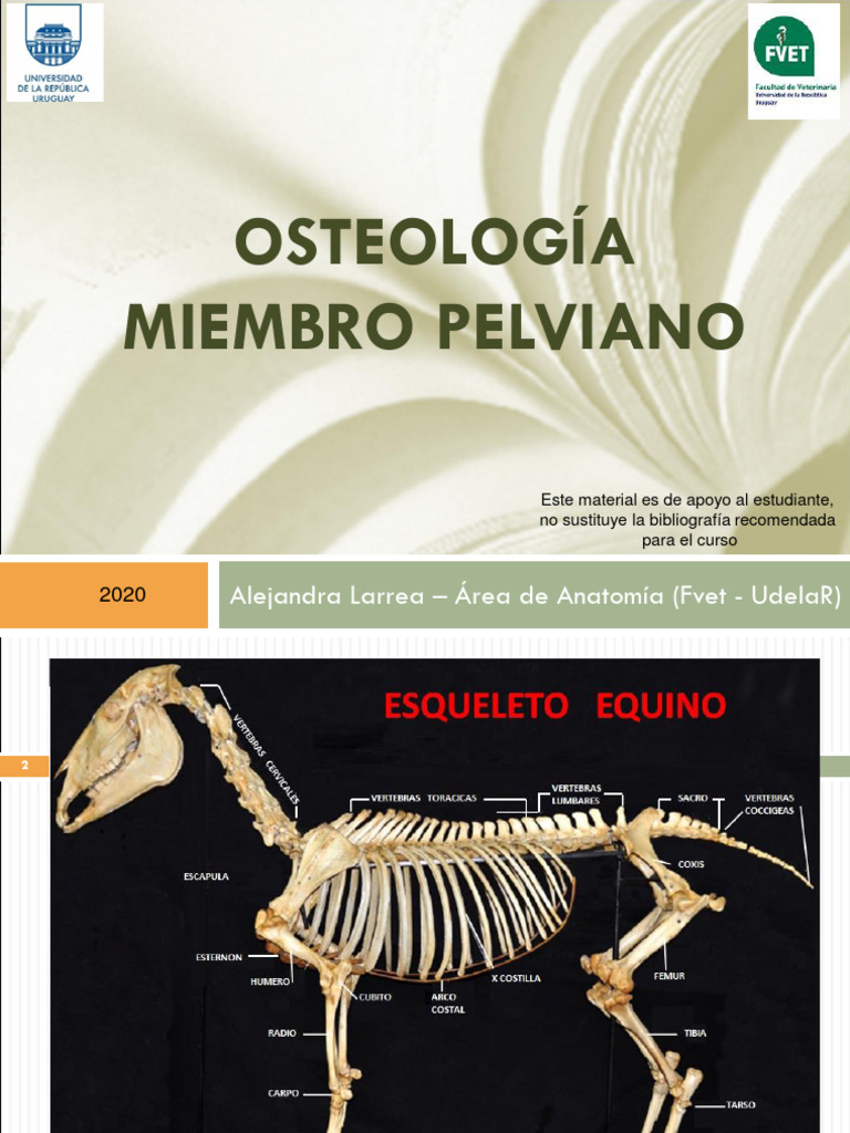 2020 - Osteologia MP | PDF | Sistema musculoesquelético | Anatomía