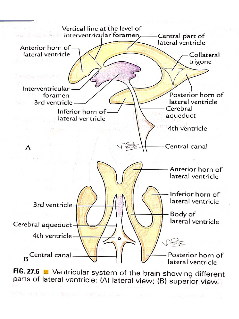 Ventricles of Brain | PDF