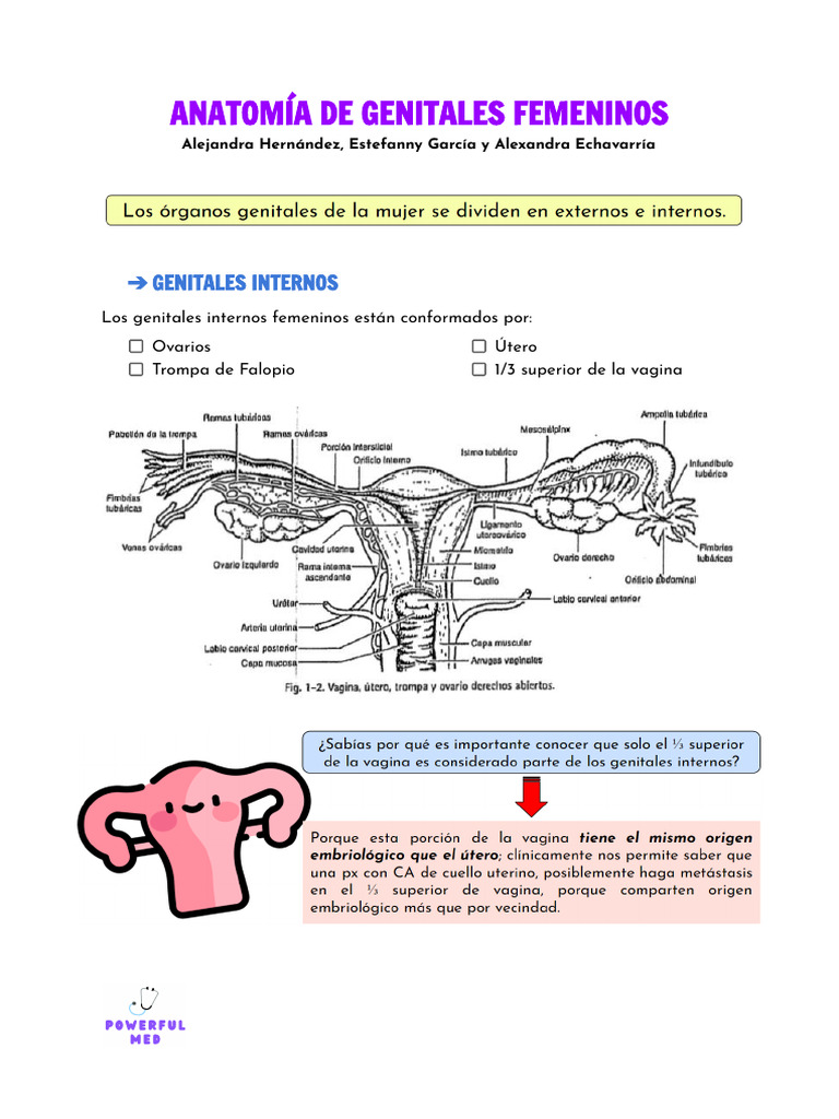 Anatomía de Genitales Femeninos | PDF | Vagina | Ovario