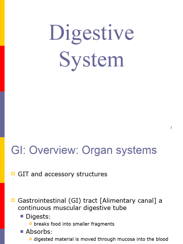 Digestive System (1) | PDF | Liver | Stomach