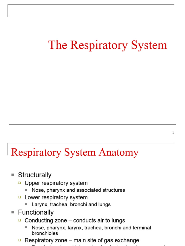 Respiratory System | PDF | Respiratory Tract | Lung