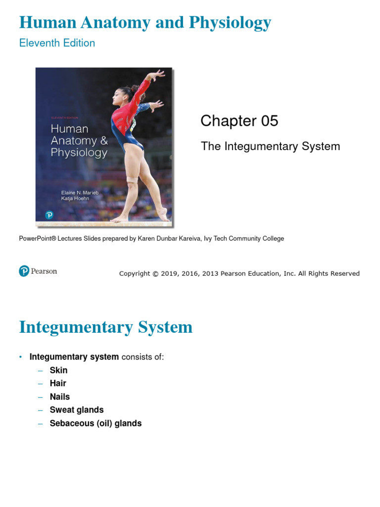 Marieb Powerpoint 11th Ed Skin Pdf Skin Epidermis