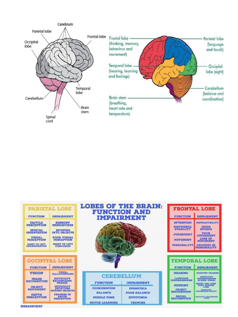 Brain Handout | PDF