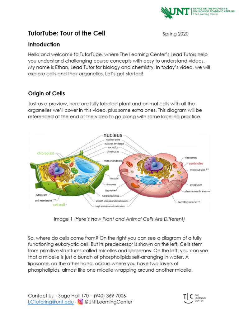 Transcript - Tour of The Cell | PDF | Cell (Biology) | Cell Membrane