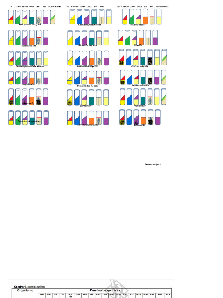 Enterobacterias Galería Bioquimica | PDF