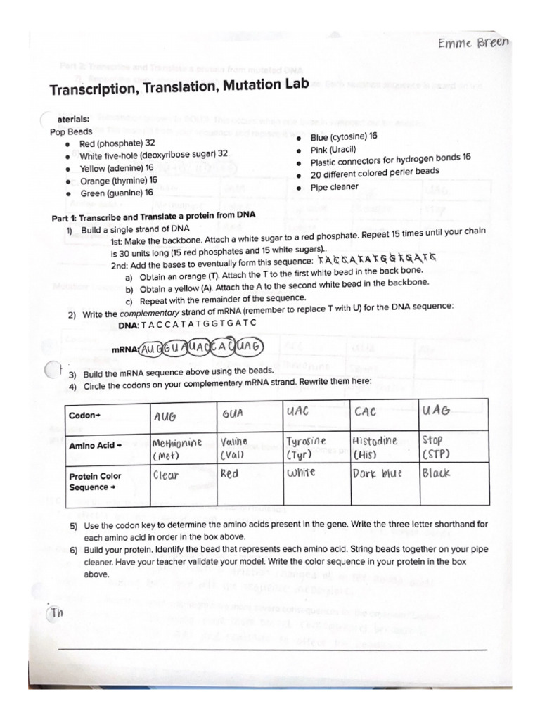 Transcription, Translation, Mutation Lab | PDF