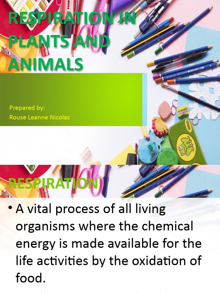 Plant and Animal Respiration Explained | PDF | Respiratory System ...