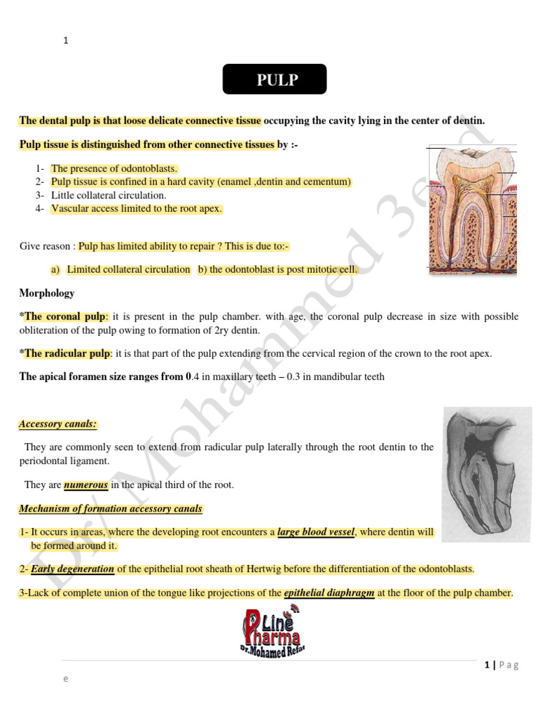 PULP - Asr 3ent | PDF | Dentin | Cell (Biology)