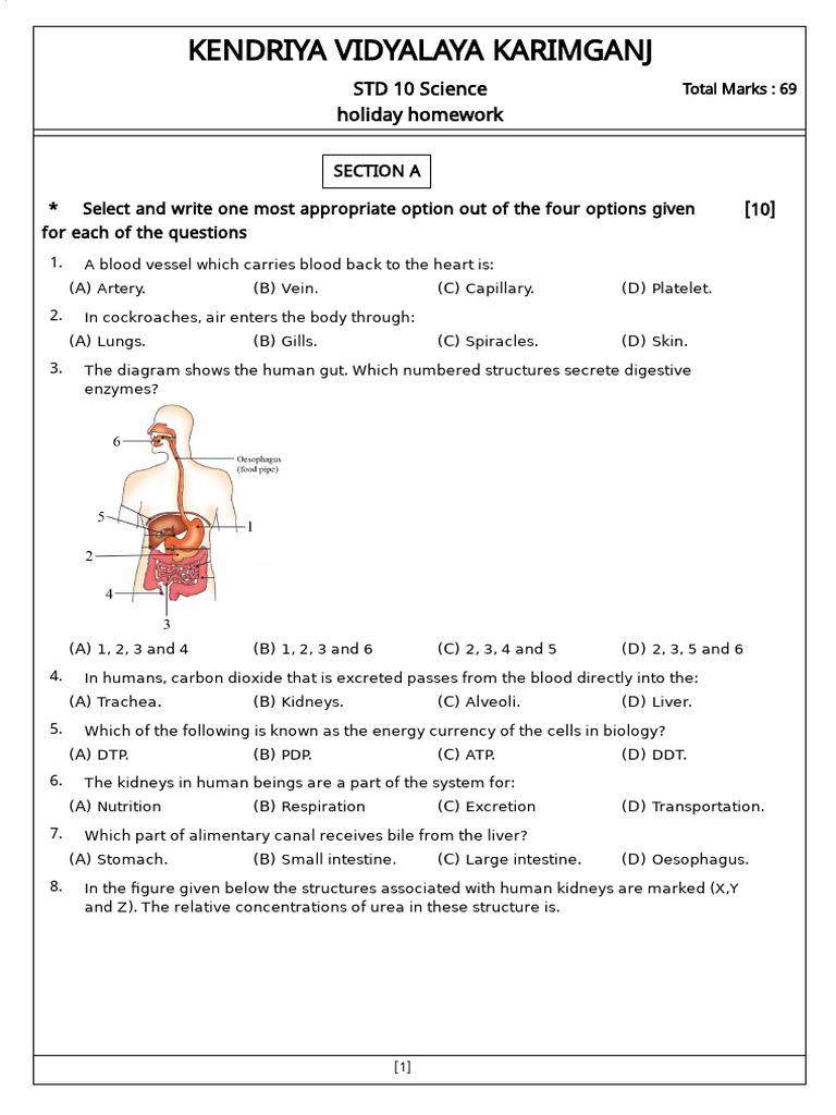 Class 10 Bio Holiday Homework | PDF | Blood | Anatomy