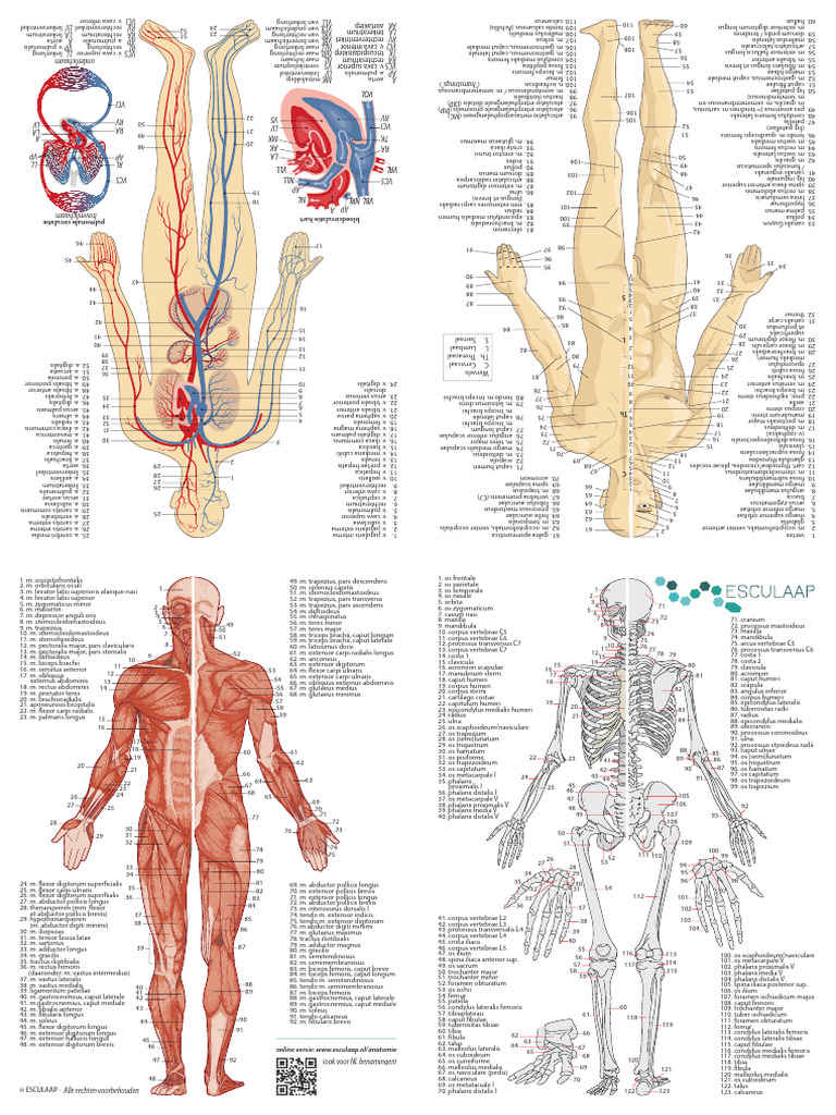 Anatomie | PDF | Foot | Human Anatomy