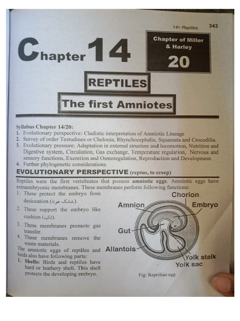 Reptiles Diagram | PDF