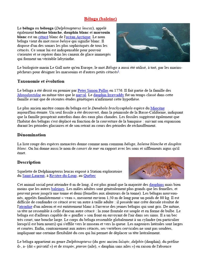 Caractéristiques du béluga, cétacé blanc | PDF | Cétacées | Zoologie