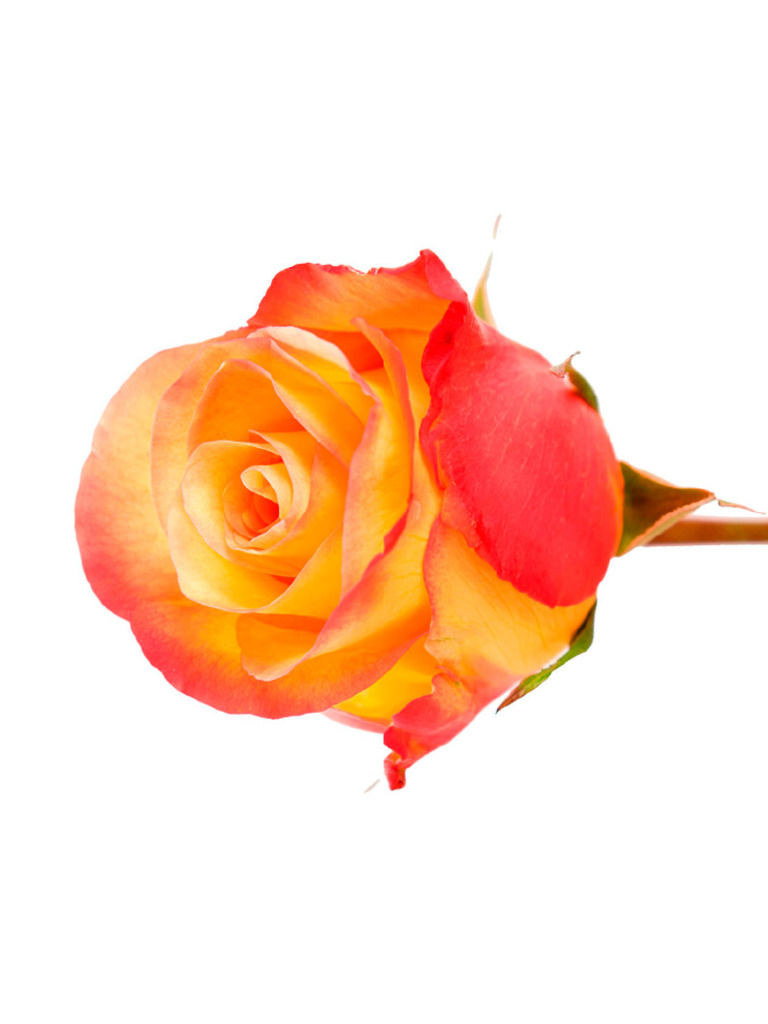 Rose | PDF