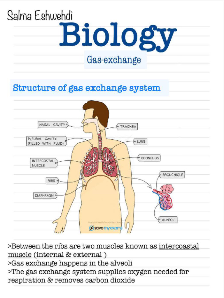 Gas-Exchange System | PDF