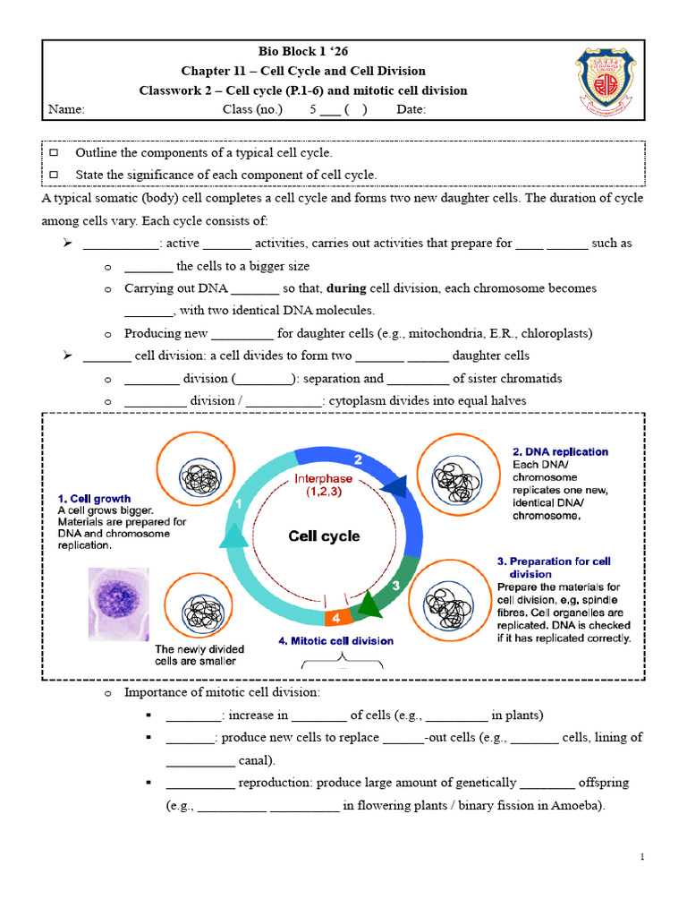 Classwork 11.2 Cell Cycle and Mitotic Cell Division - Blank | PDF | Mitosis | Cell (Biology)