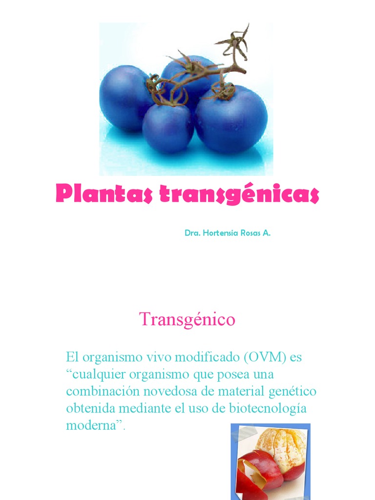 10.plantas Transgenicas | PDF | Organismo genéticamente modificado ...