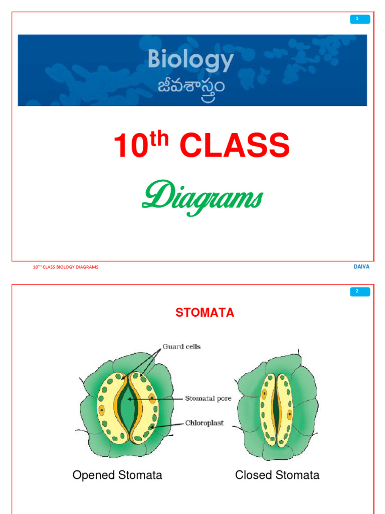 10th Class Biology Diagrams | PDF | Biology | Anatomy