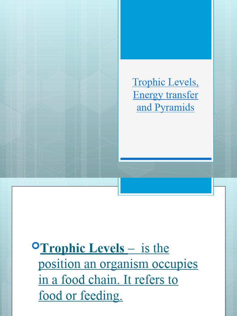 Trophic Levels, Energy Transfer and Pyramids | PDF | Food Web ...