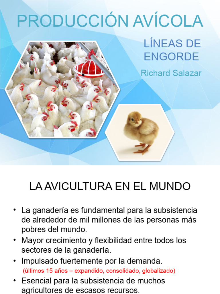 Lineas Geneticas Pollo | PDF | Pollo | Carne