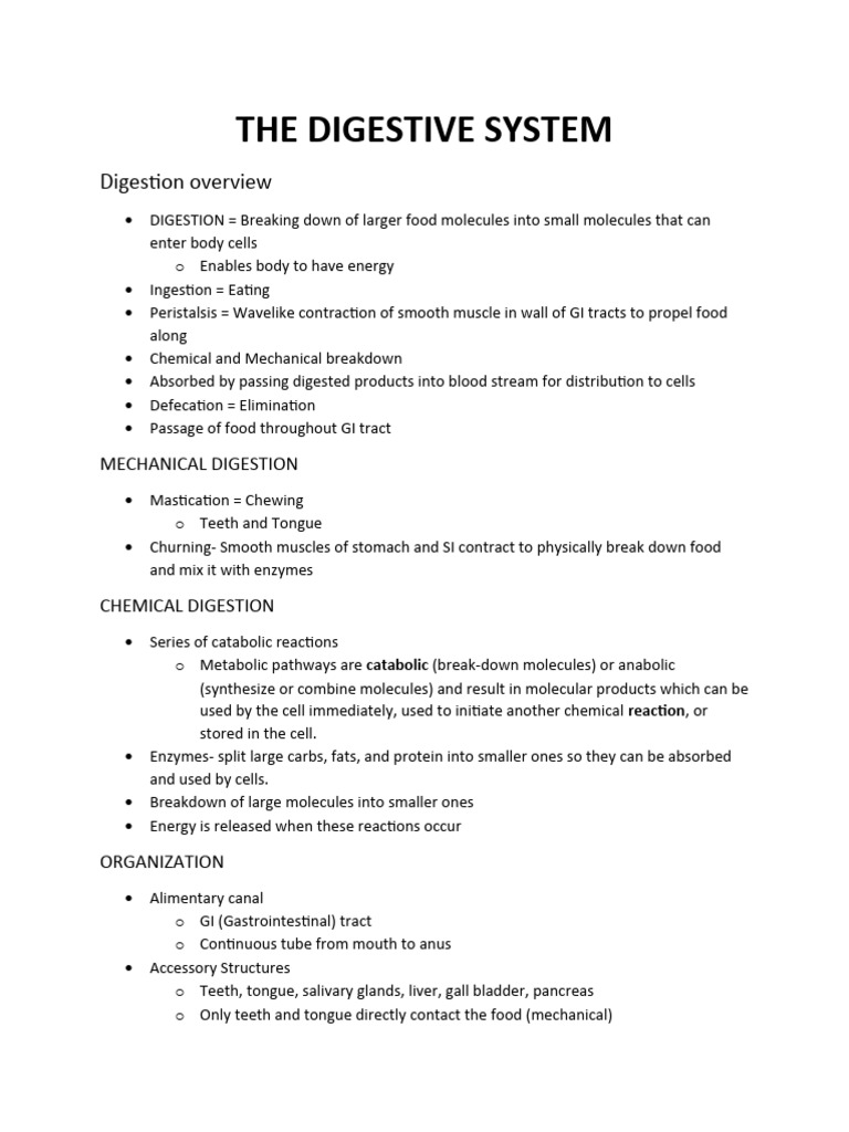 Digestive System Notes | PDF | Stomach | Liver