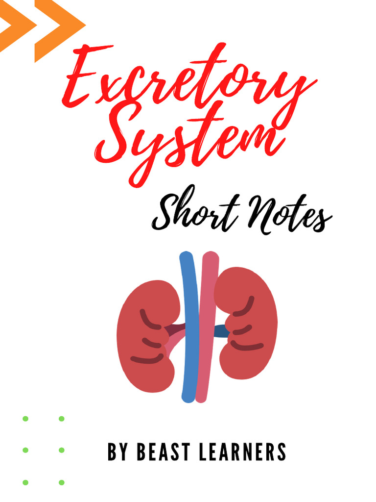 Excretory System Short Notes Beast Learners | PDF | Kidney | Urinary System