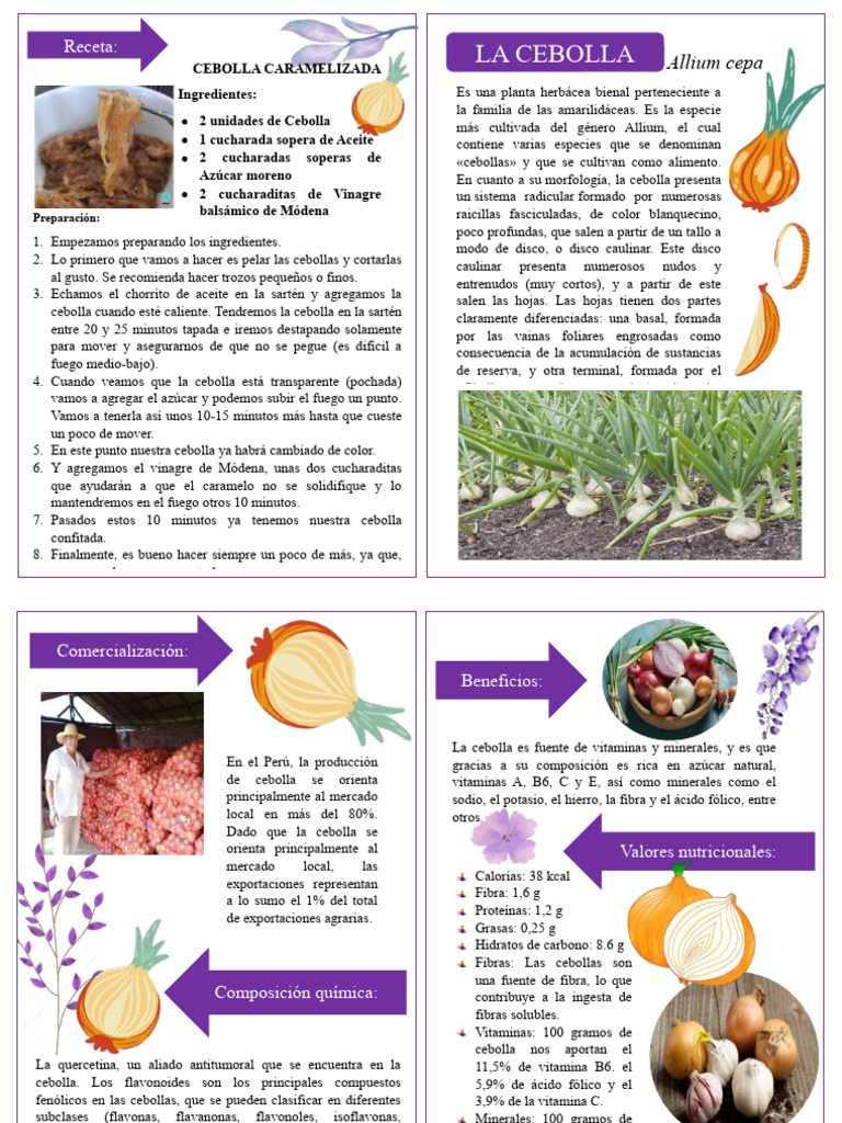 CEBOLLA | PDF | Cebolla