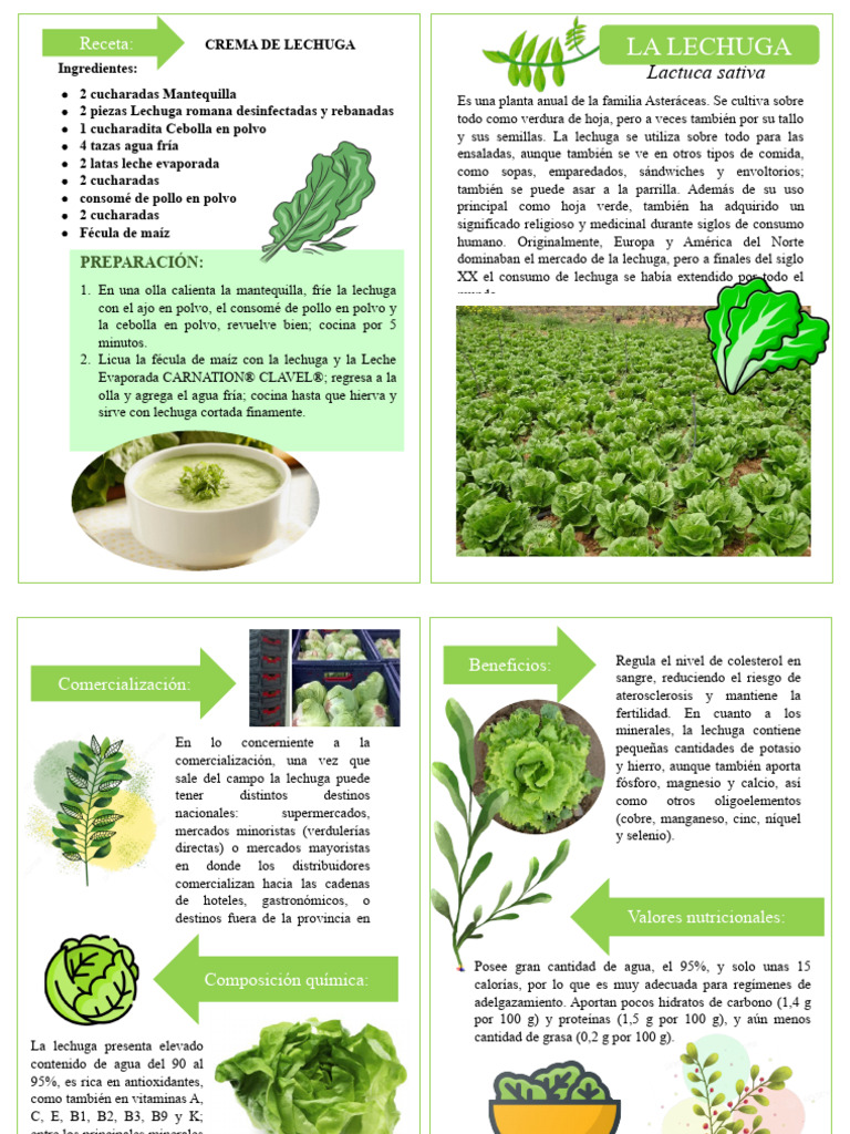 LECHUGA | PDF | Lechuga | Alimentos
